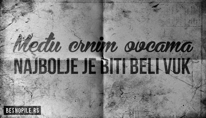 medju-crnim-ovcama-najbolje-je-biti-beli-vuk | BesnoPile.rs