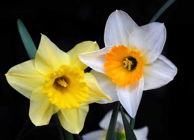 ODABERI CVET I SAZNAJ KO SI ZAISTA U DUŠI: Ovaj test otkriva tvoje ...